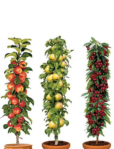 Home Gardening - Chums